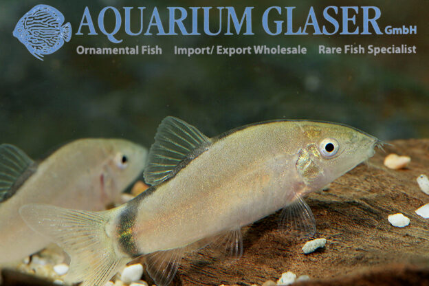 Yasuhikotakia morleti - Aquarium Glaser GmbH