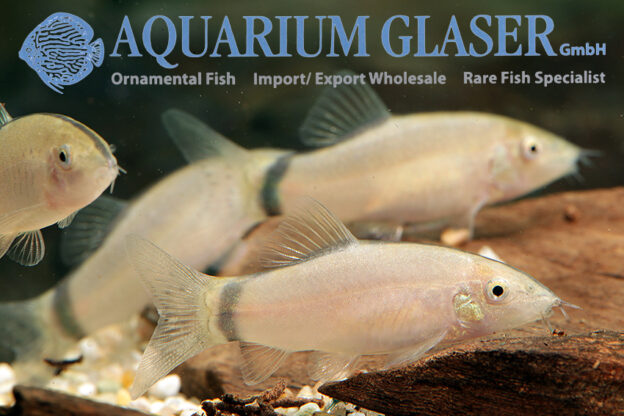 Yasuhikotakia morleti - Aquarium Glaser GmbH