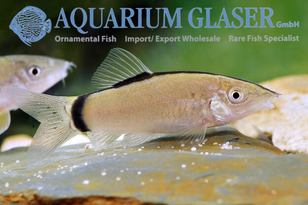 Yasuhikotakia morleti - Aquarium Glaser GmbH