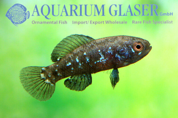 Elassoma evergladei - Aquarium Glaser GmbH