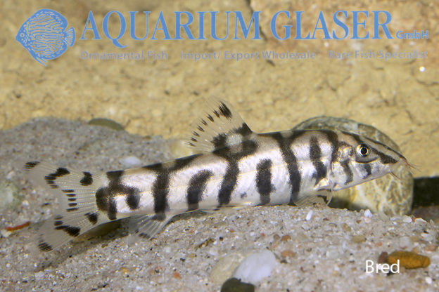 Botia lohachata - Aquarium Glaser GmbH