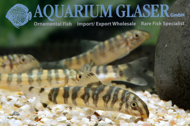 Botia rostrata - Aquarium Glaser GmbH