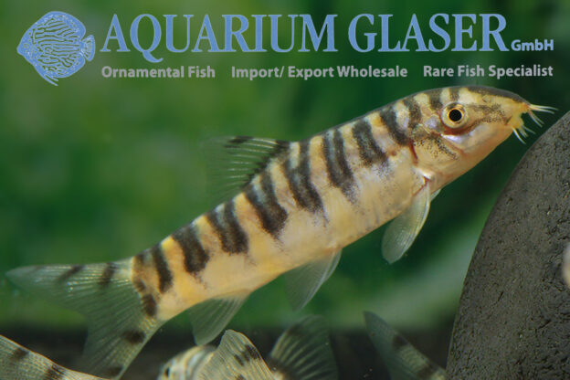 Botia rostrata - Aquarium Glaser GmbH