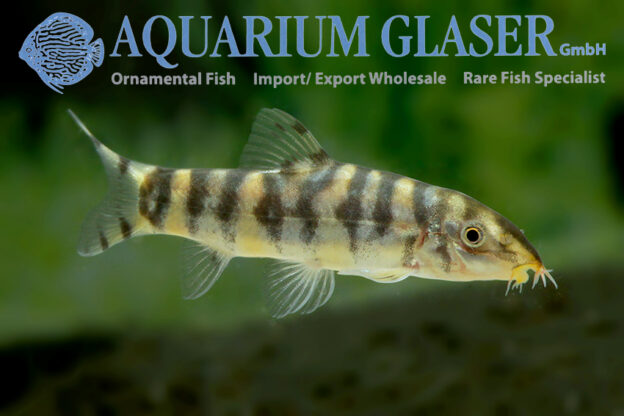 Botia rostrata - Aquarium Glaser GmbH