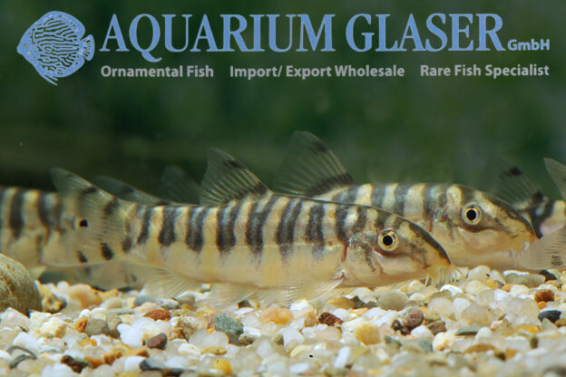 Botia rostrata - Aquarium Glaser GmbH