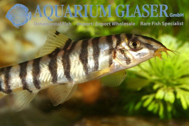 Botia rostrata - Aquarium Glaser GmbH