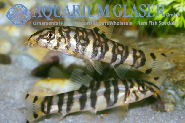 Botia rostrata - Aquarium Glaser GmbH