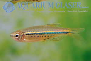 Danio nigrofasciatus - Aquarium Glaser GmbH