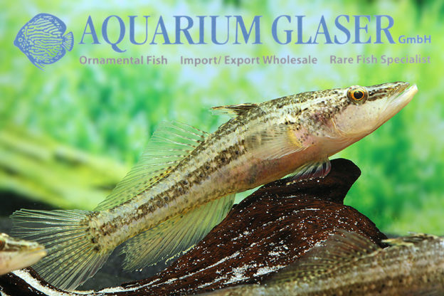 Butis gymnopomus - Aquarium Glaser GmbH