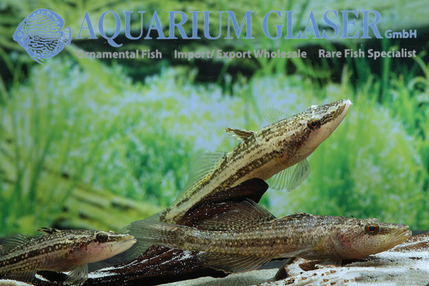 Butis gymnopomus - Aquarium Glaser GmbH