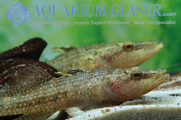 Butis gymnopomus - Aquarium Glaser GmbH