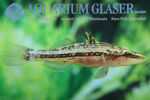 Butis gymnopomus - Aquarium Glaser GmbH