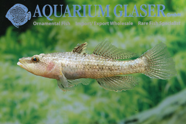 Butis gymnopomus - Aquarium Glaser GmbH