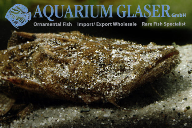 10e. Catfishes from Asia - Aquarium Glaser GmbH