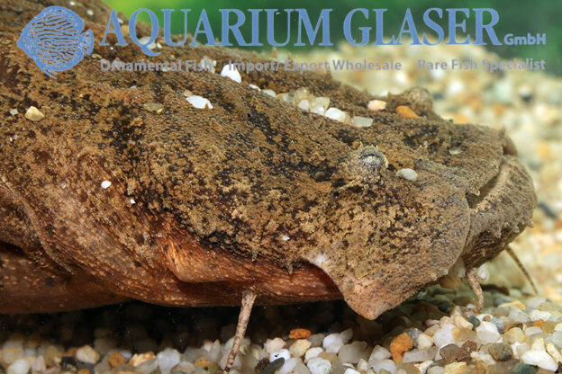 Chaca chaca - Aquarium Glaser GmbH