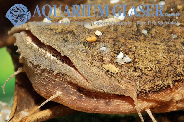 Chaca chaca - Aquarium Glaser GmbH