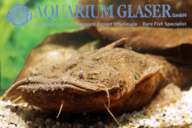 Chaca chaca - Aquarium Glaser GmbH