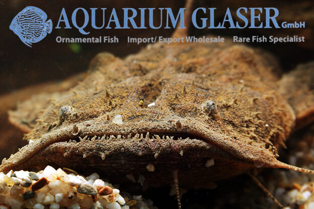 Fish Archive - Aquarium Glaser GmbH