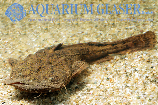 Chaca chaca - Aquarium Glaser GmbH