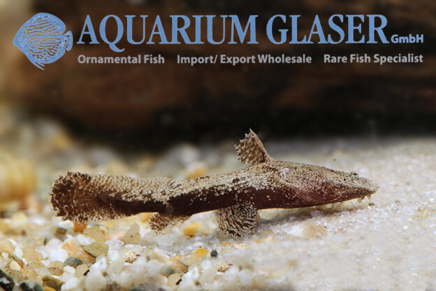 Chaca chaca GERMAN BRED - Aquarium Glaser GmbH