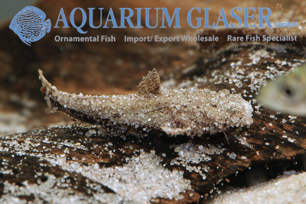 Chaca chaca GERMAN BRED - Aquarium Glaser GmbH