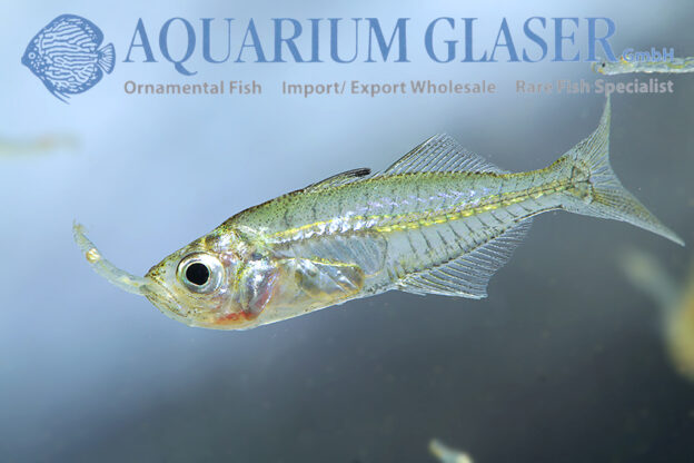 Chanda nama - Aquarium Glaser GmbH