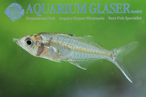 Chanda nama - Aquarium Glaser GmbH