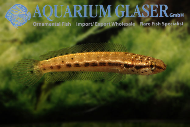 Channa bankanensis - Aquarium Glaser GmbH