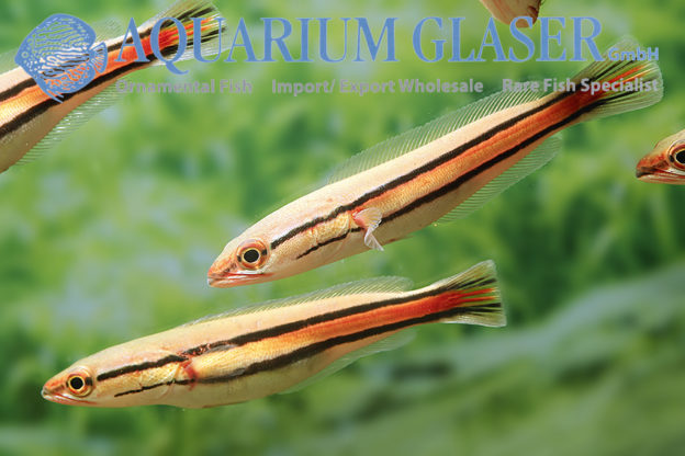 Channa micropeltes - Aquarium Glaser GmbH