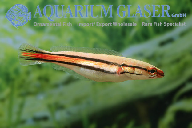 Channa micropeltes - Aquarium Glaser GmbH