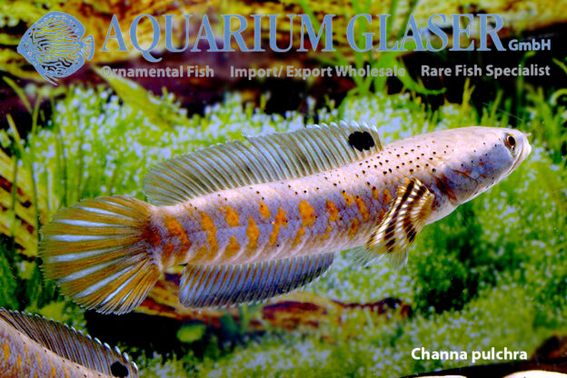 Channa pulchra - Aquarium Glaser GmbH