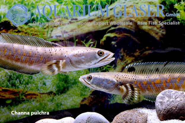 Channa pulchra - Aquarium Glaser GmbH