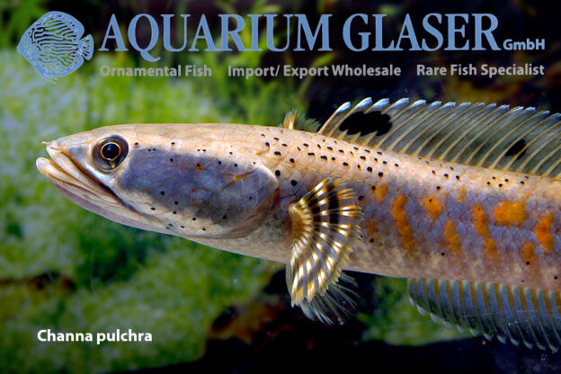 Channa pulchra - Aquarium Glaser GmbH