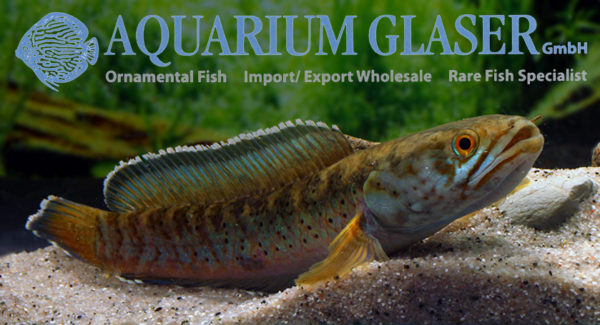 Channa sp. Meghalaya - Aquarium Glaser GmbH