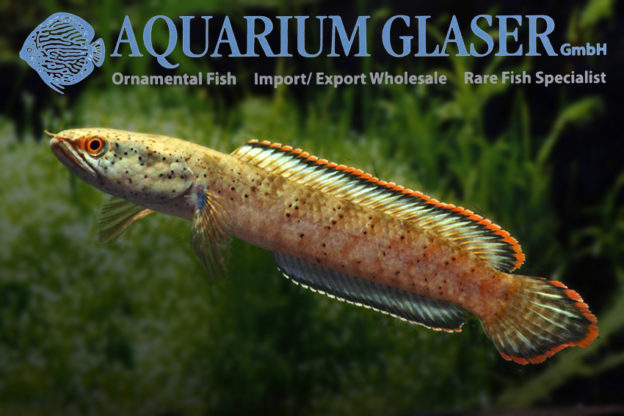 Channa sp. „Burmese Red Rim Rainbow“ - Aquarium Glaser GmbH