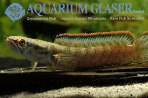 Channa sp. „Burmese Red Rim Rainbow“ - Aquarium Glaser GmbH