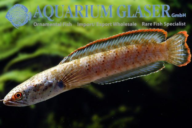 Channa sp. „Burmese Red Rim Rainbow“ - Aquarium Glaser GmbH