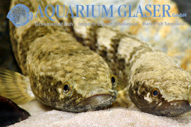 Channa sp. 5-stripe - Aquarium Glaser GmbH