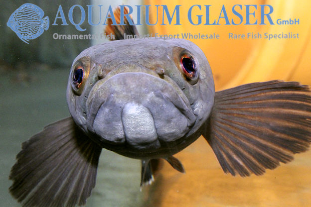 Channa sp. Laos Fireback - Aquarium Glaser GmbH