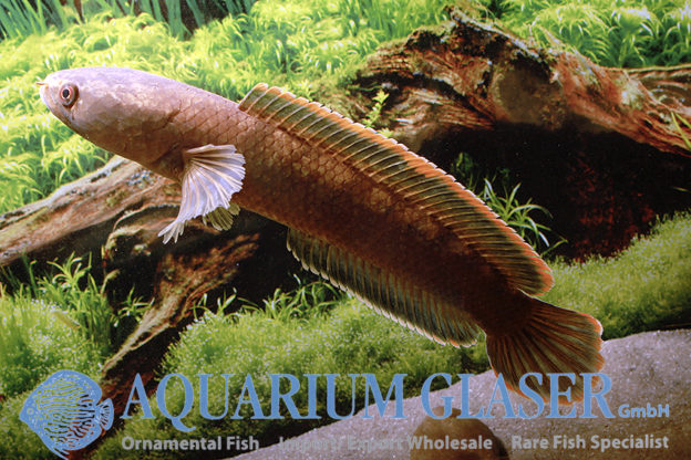 Channa sp. Laos Fireback - Aquarium Glaser GmbH