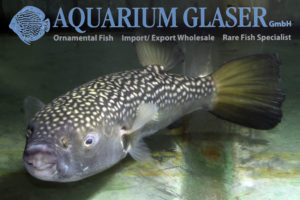 Chelonodontops bengalensis - Aquarium Glaser GmbH