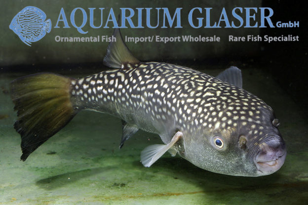 27. Puffers - Aquarium Glaser GmbH