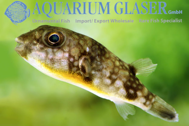 Chelonodon patoca - Aquarium Glaser GmbH