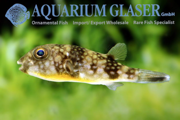 Chelonodon patoca - Aquarium Glaser GmbH