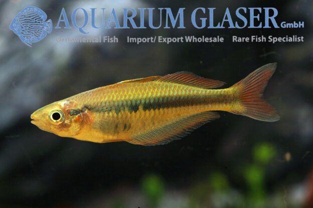Chilatherina alleni - Aquarium Glaser GmbH