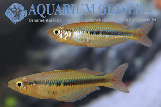 Chilatherina alleni - Aquarium Glaser GmbH