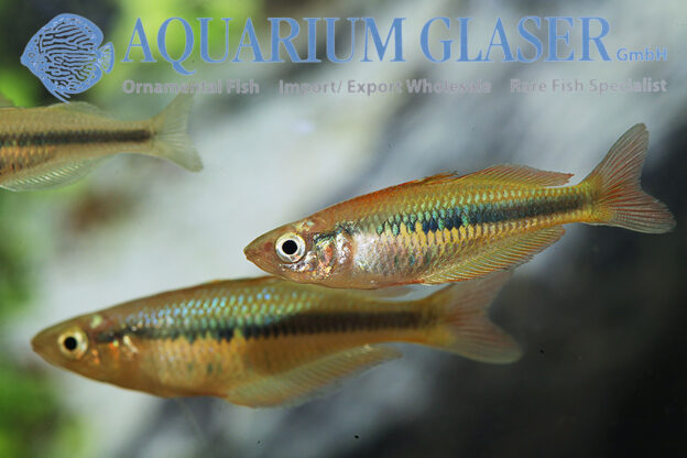 Chilatherina alleni - Aquarium Glaser GmbH
