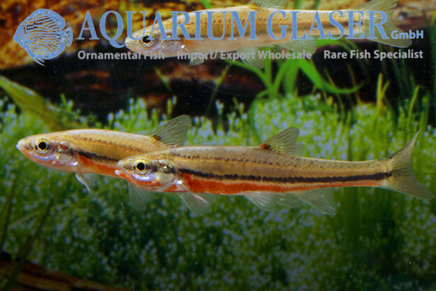 Chrosomus erythrogaster - Aquarium Glaser GmbH
