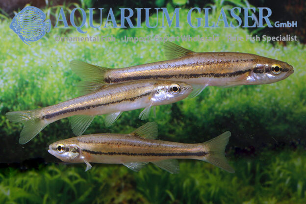 Chrosomus erythrogaster - Aquarium Glaser GmbH