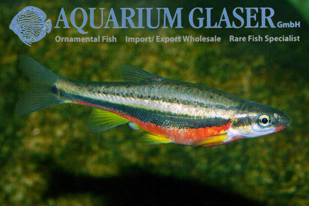 Chrosomus erythrogaster - Aquarium Glaser GmbH